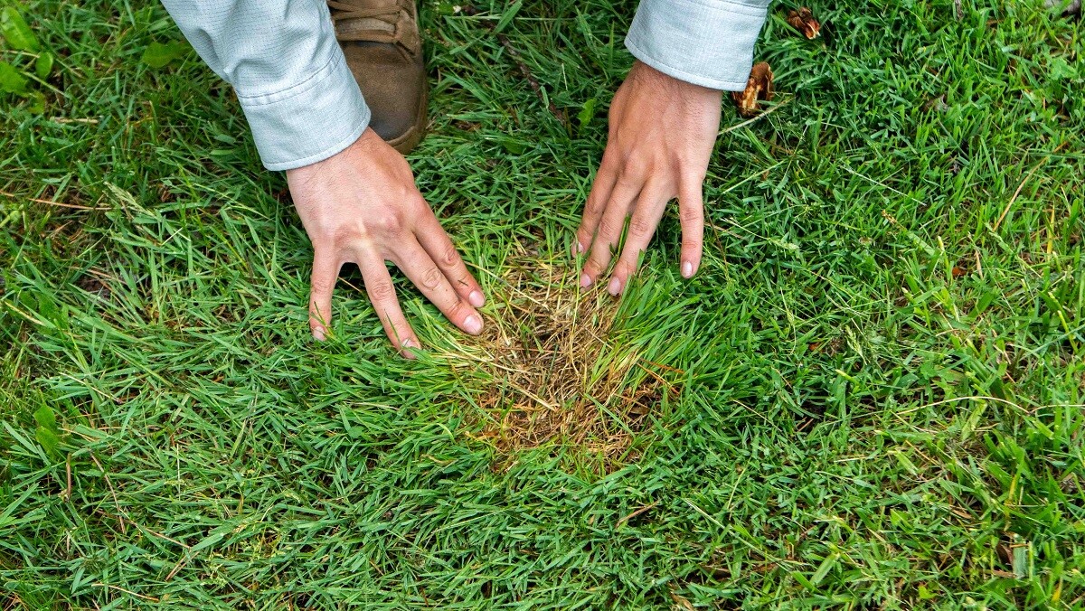 4 Common Lawn Pests in Northeast Ohio & How to Control Them